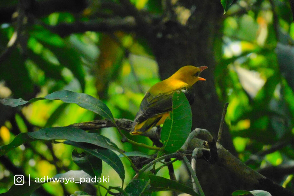 Discover how young Adhwaya Padaki got passionate about Bird watching ...