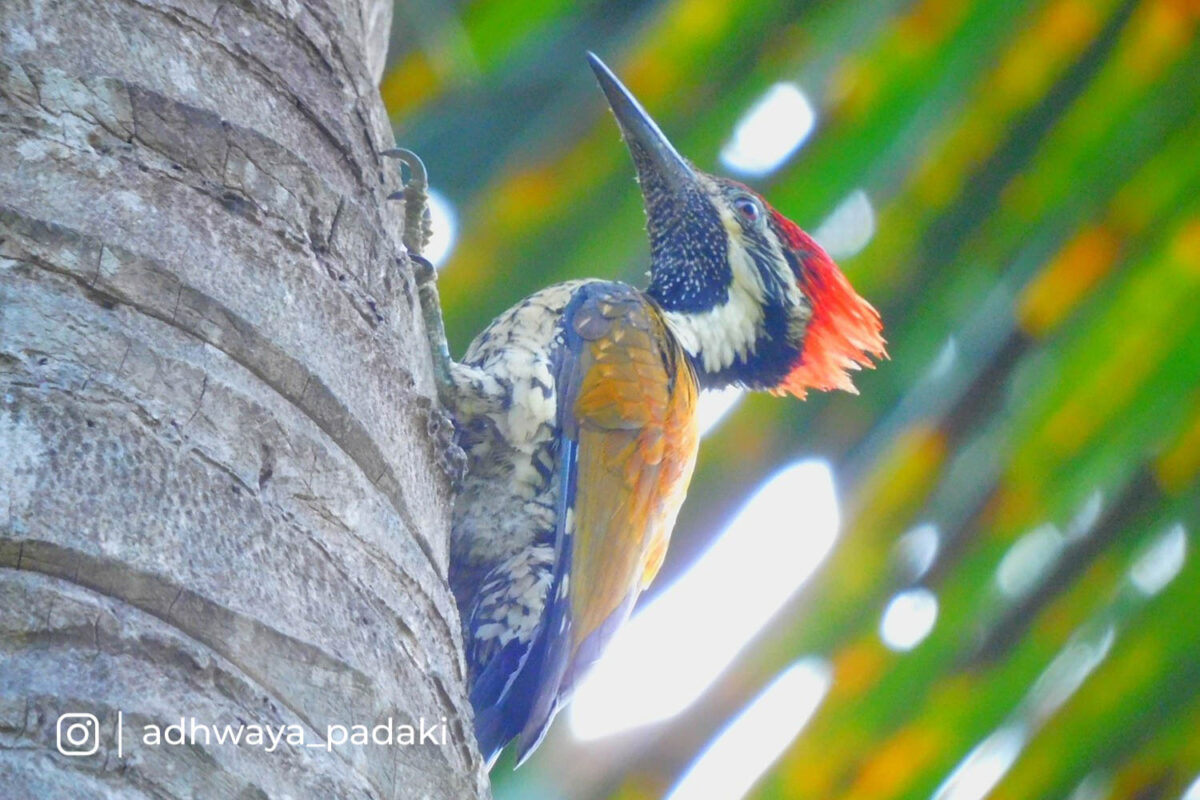 Discover how young Adhwaya Padaki got passionate about Bird watching ...
