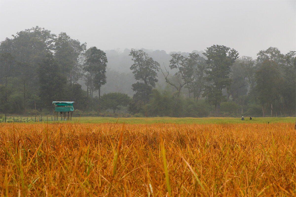 Exploring holistic farming in Wayanad - GoodEarth