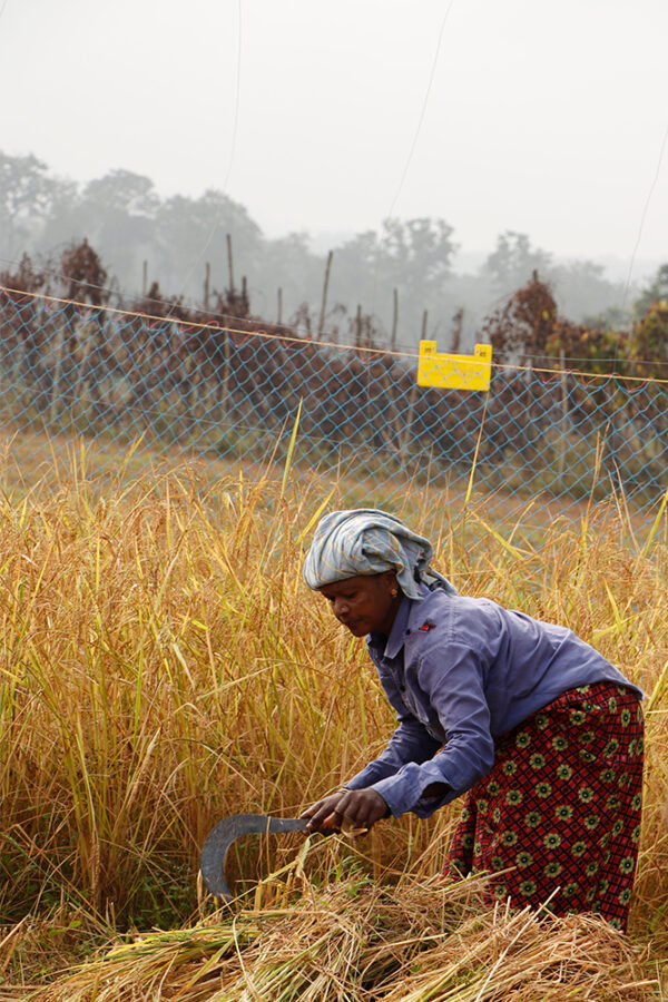 Exploring holistic farming in Wayanad - GoodEarth